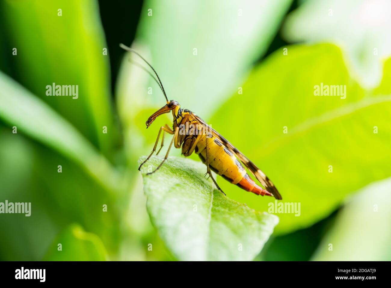 Female Scorpion Fly Mecoptera Panorpa Communis Insect on Green Leaf ...