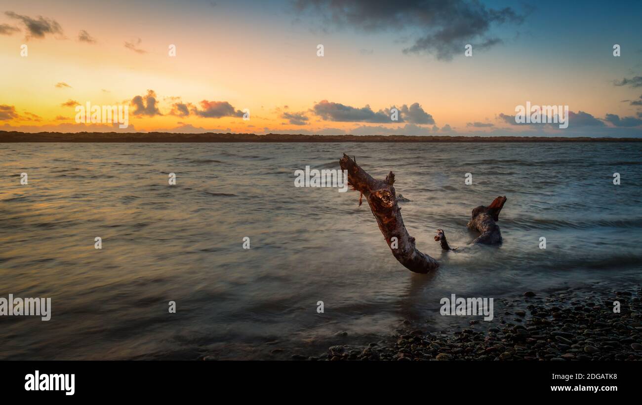 Fallen Tree in the Mad River, Northern California Stock Photo - Alamy
