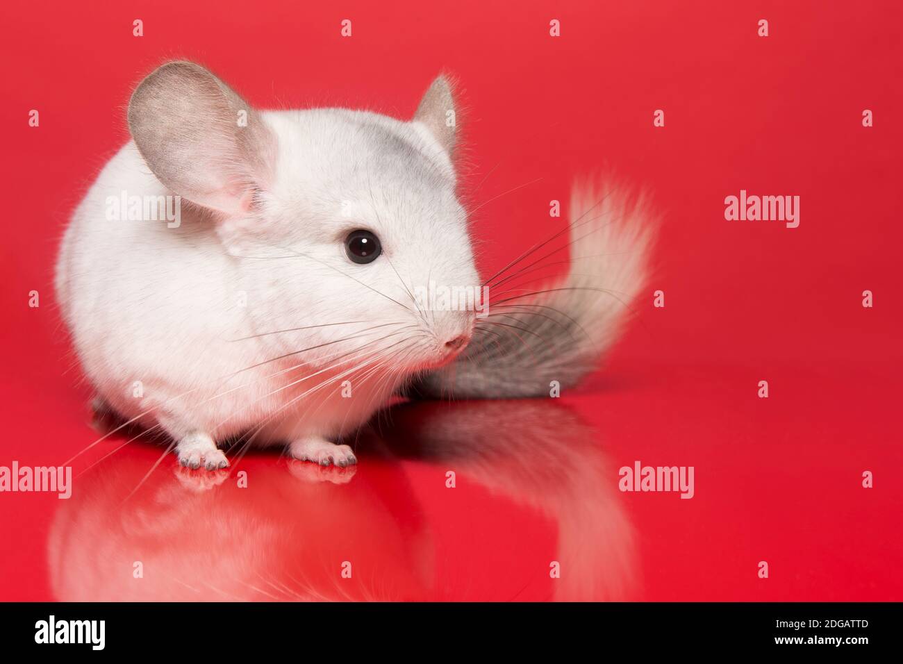 Cute chinchilla looking at the camera seen from the front on a red ...