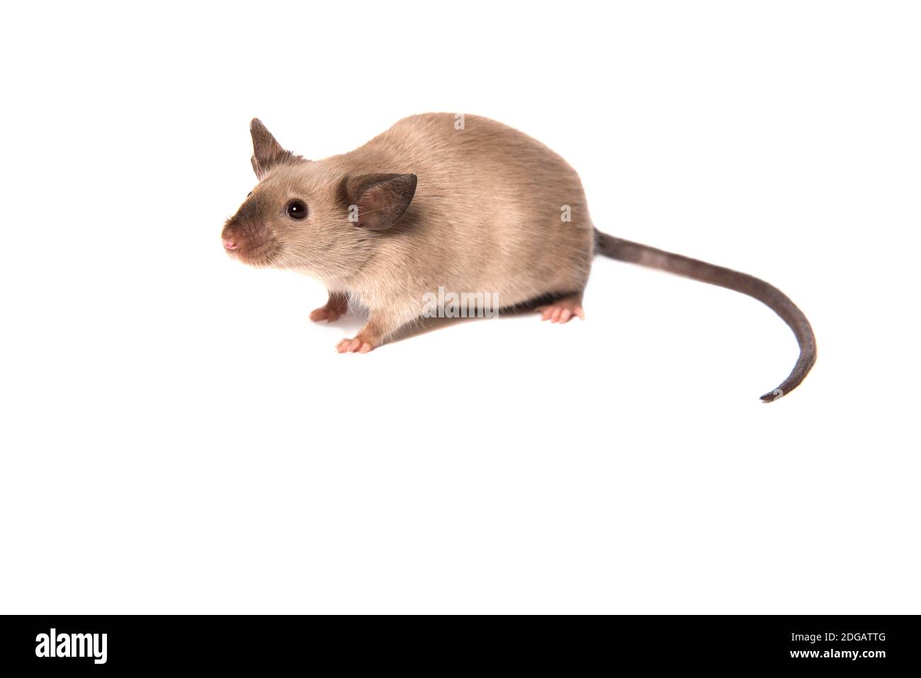 Cute tame house mouse isolated on a white background seen from the side ...