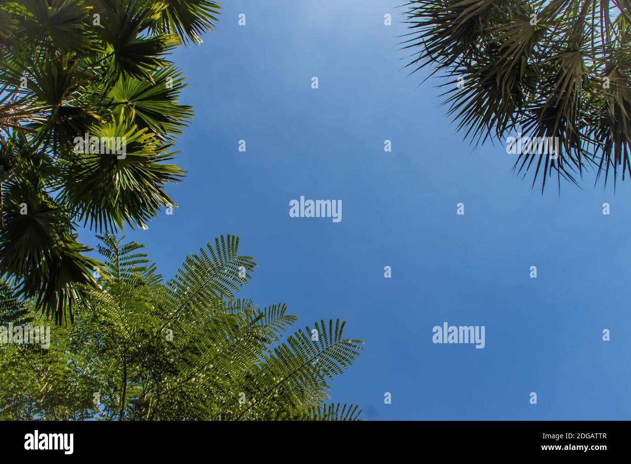 Looking-up view of a beautiful tropical palm tree with blue sunny sky ...