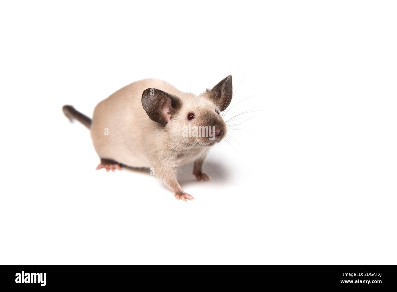 Cute tame house mouse isolated on a white background walking towards ...