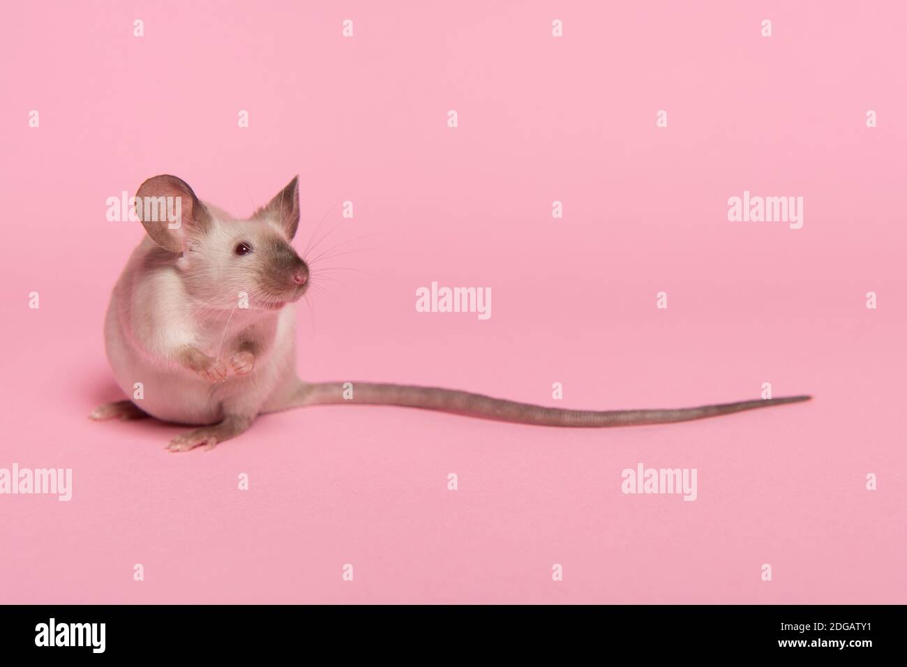 Cute tame house mouse seen from the front on a pink background sitting ...