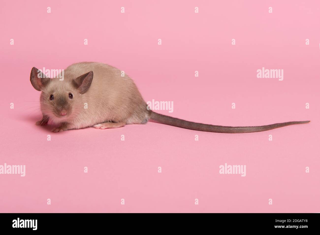 Cute tame house mouse with long tail seen from the side on a pink ...