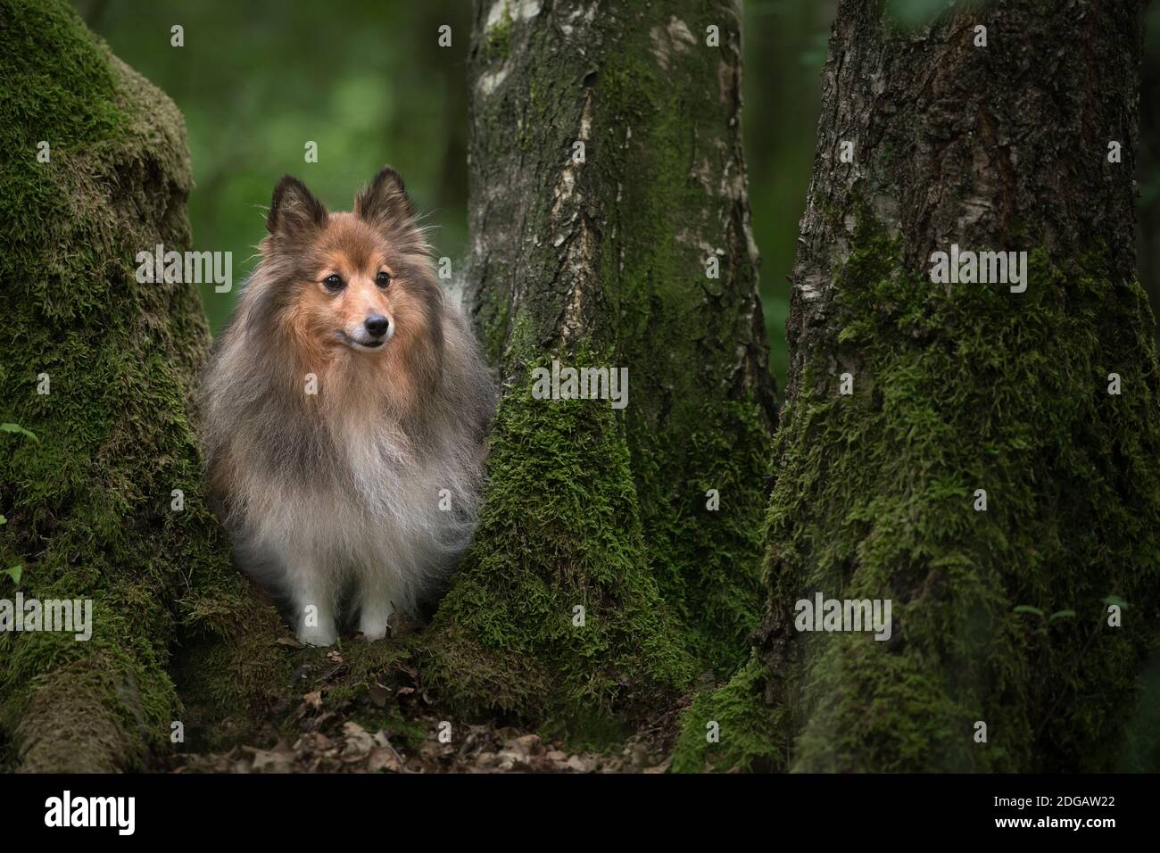 Cute shetland sheepdog standing between trees covered with moss in a ...