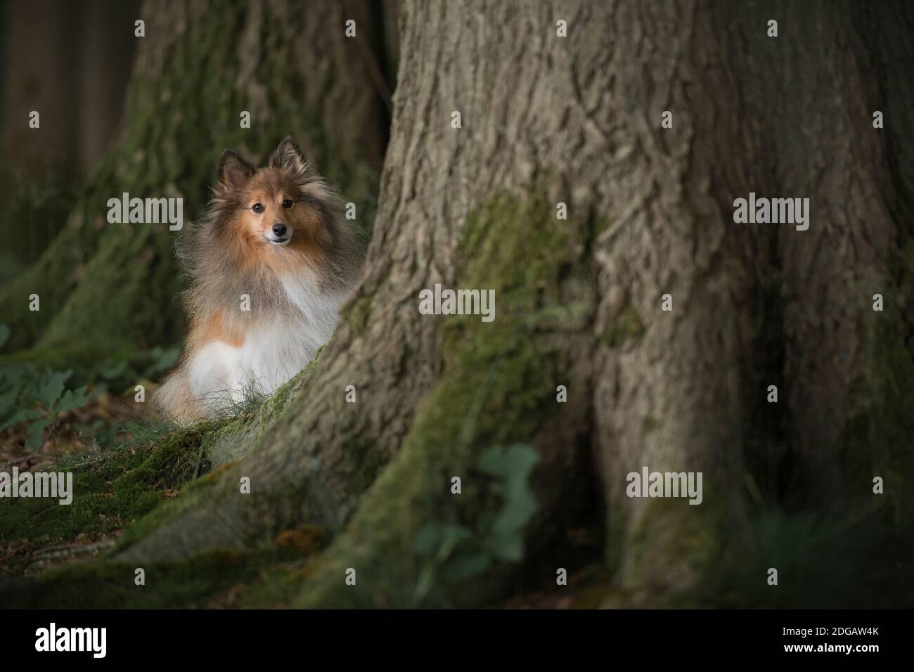 Cute shetland sheepdog sitting hiding between trees covered with moss ...