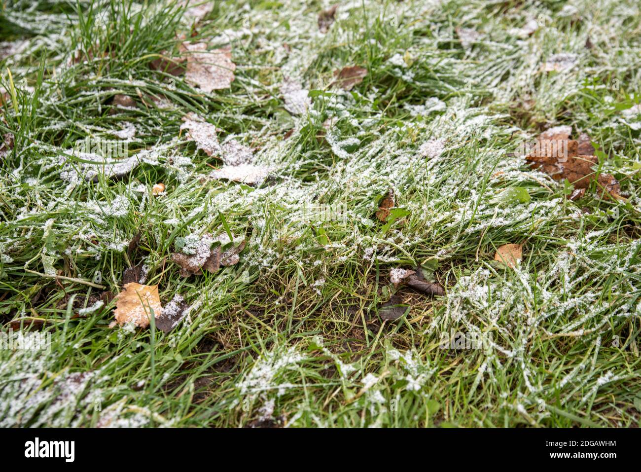 top view of the green icy grass Stock Photo - Alamy
