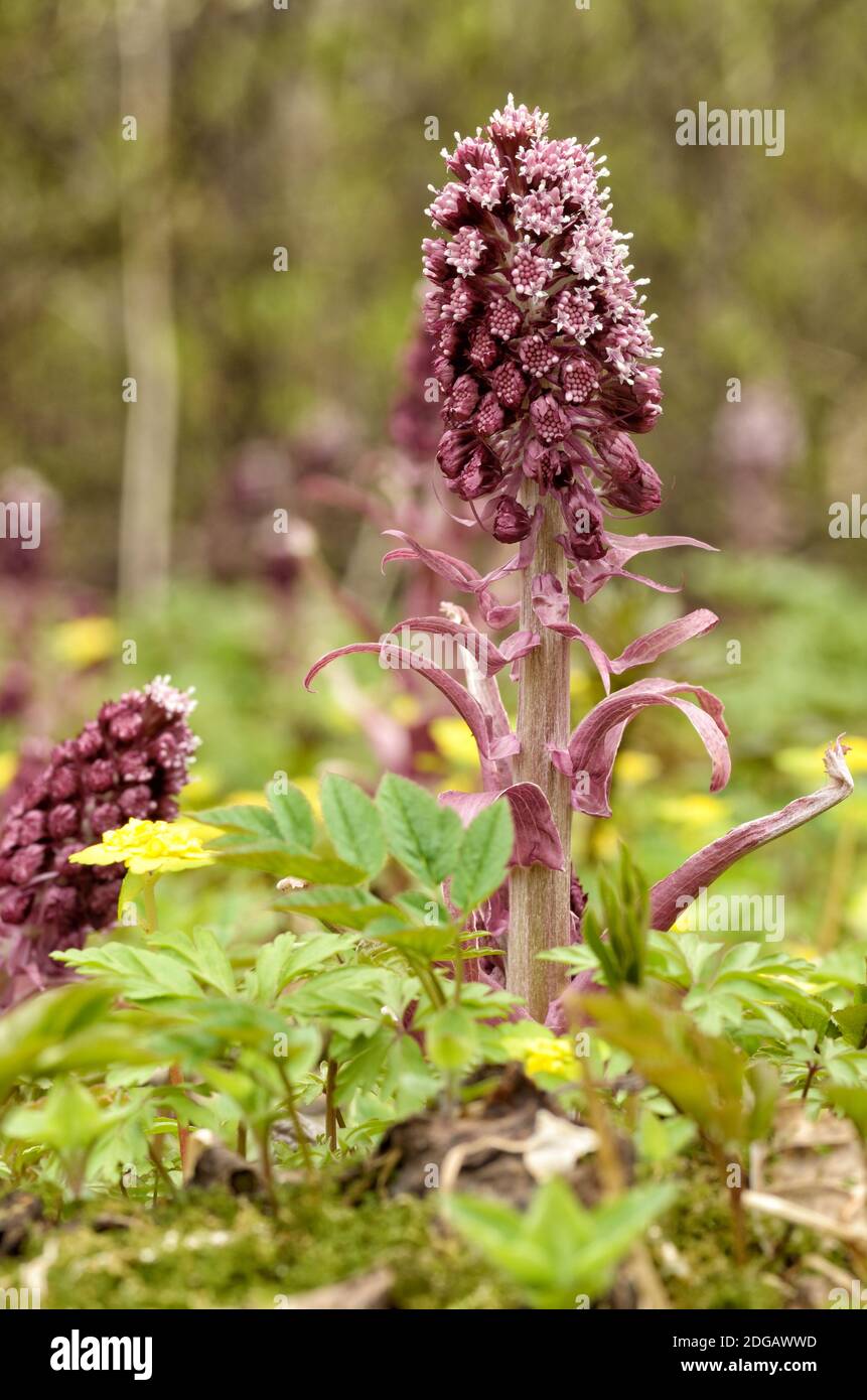 Butterbur hybrid is a useful medicinal plant.Helps to heal many ...