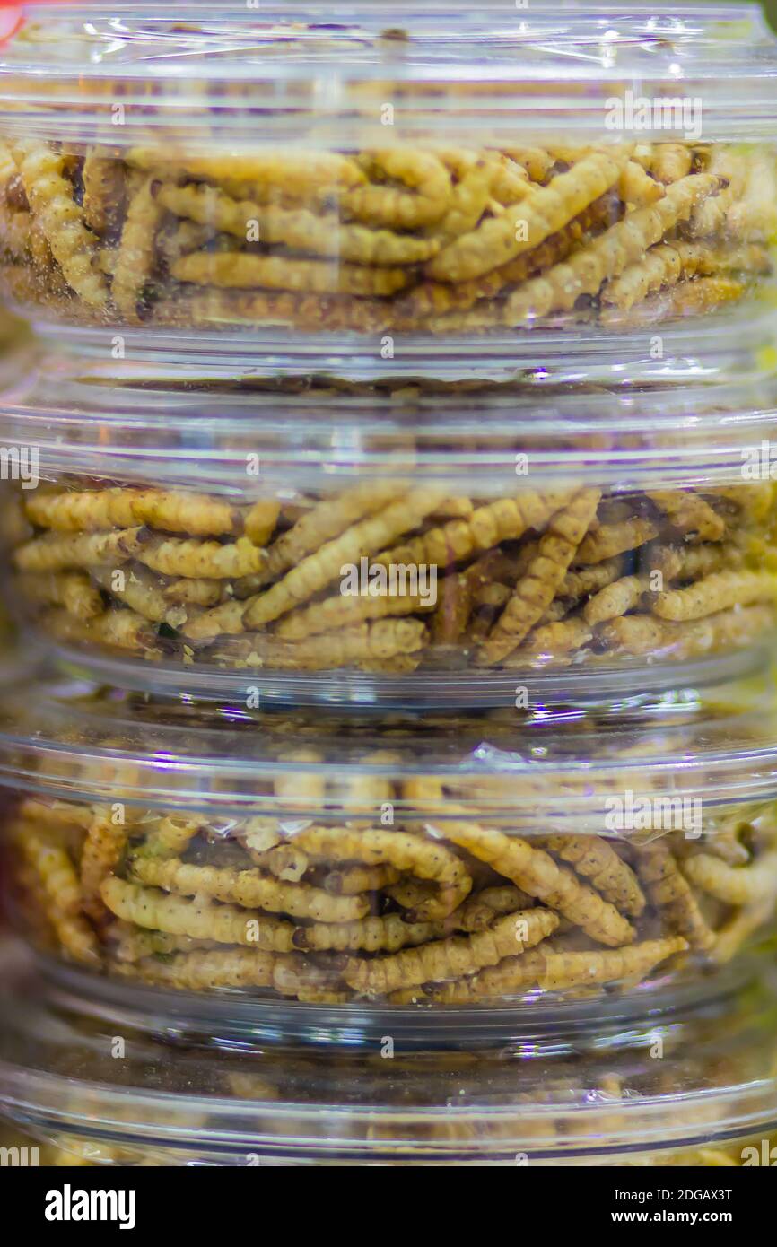 Fried bamboo worms packing in the market for sale. Bamboo caterpillar ...