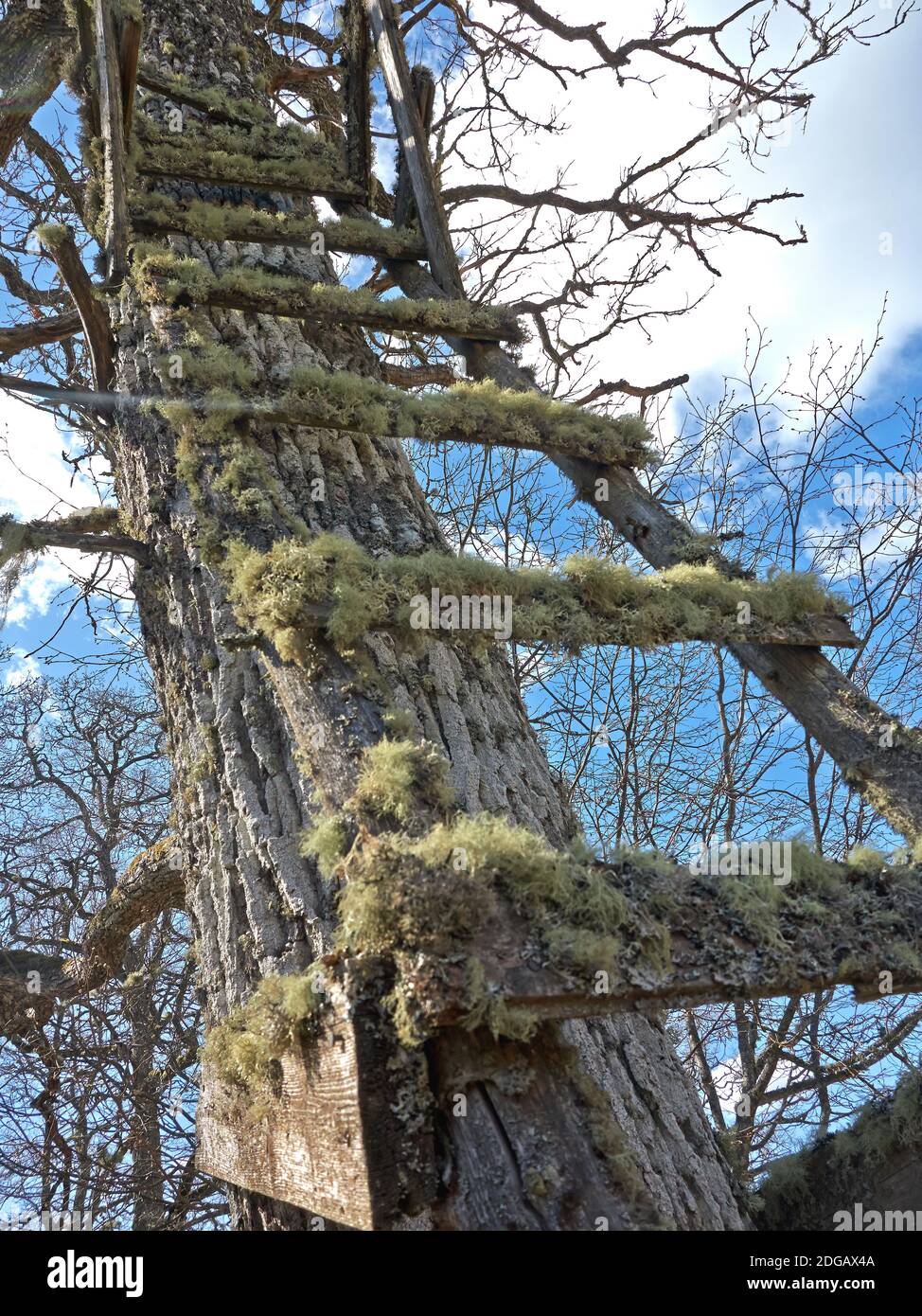 Old tree with ladder in sunlight photo: Bo Arrhed Stock Photo - Alamy