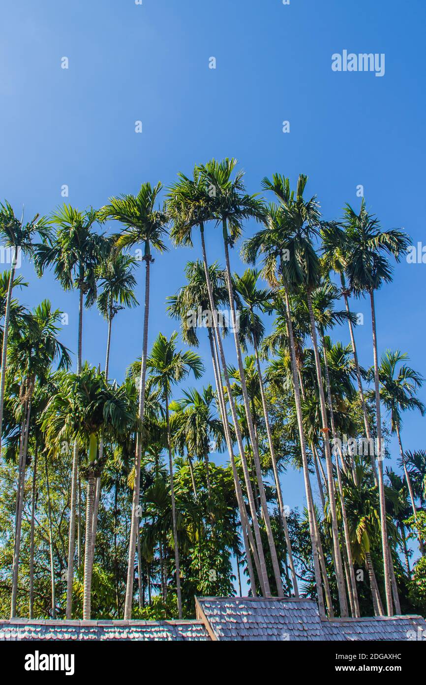 Tall betel trees (Areca catechu), also known as areca nut palm, betel ...