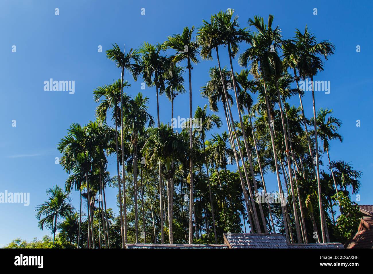 Tall betel trees (Areca catechu), also known as areca nut palm, betel ...