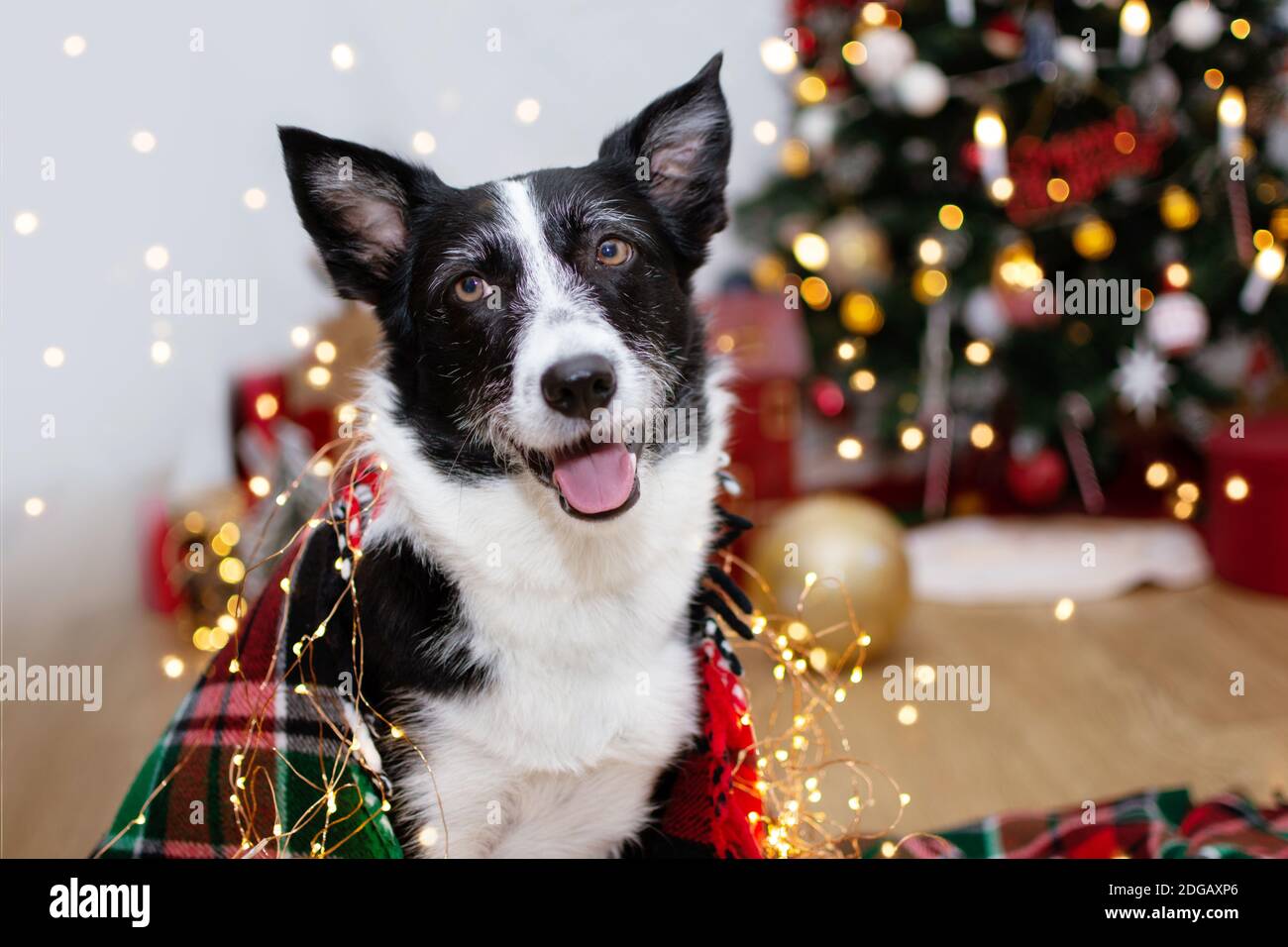 Border collie christmas lights hi-res stock photography and images - Alamy