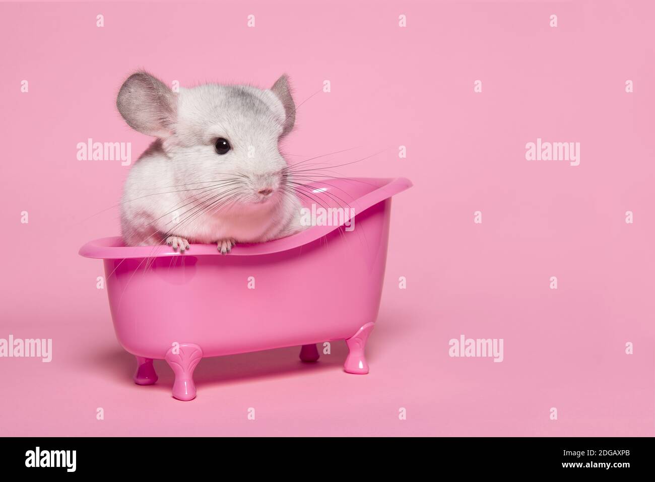 Cute chinchilla sitting in a pink bathtub on a pink background Stock ...