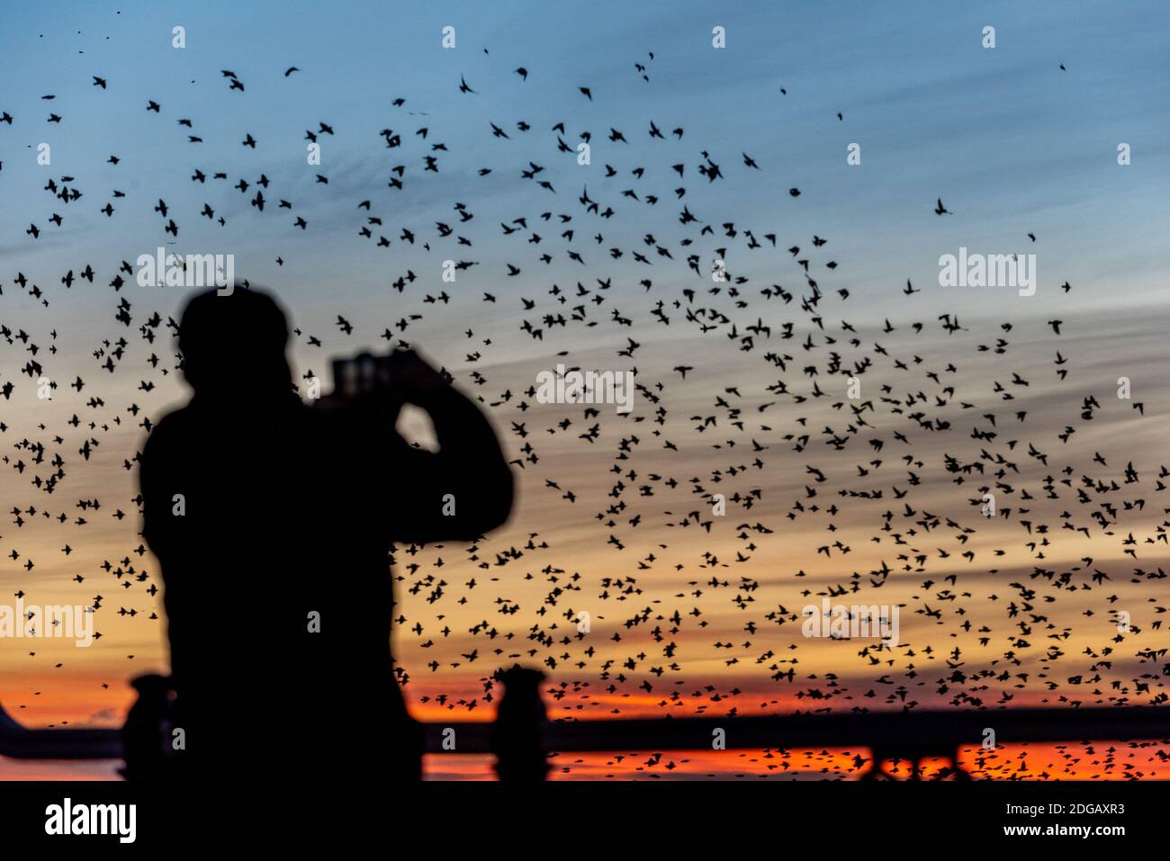 Brighton, December 8th 2020: A starling murmuration, as they gather to ...