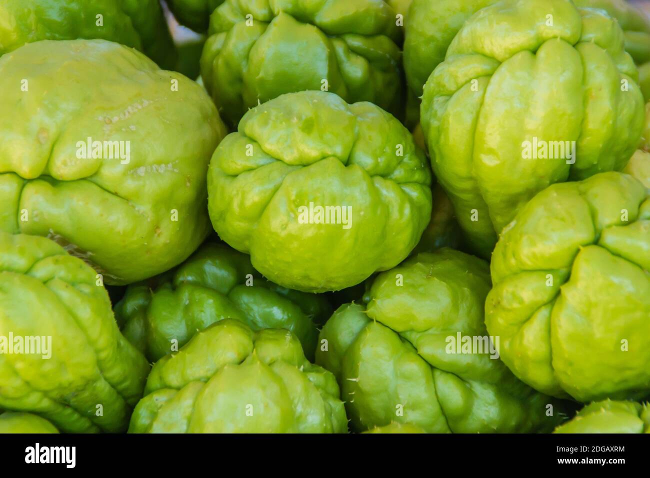 Organic Chayote fruits for sale in the market. Chayote (Sechium edule ...