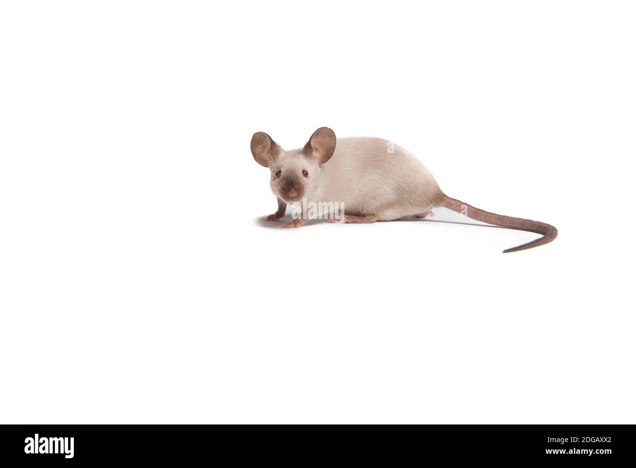 Cute tame house mouse isolated on a white background seen from the side ...