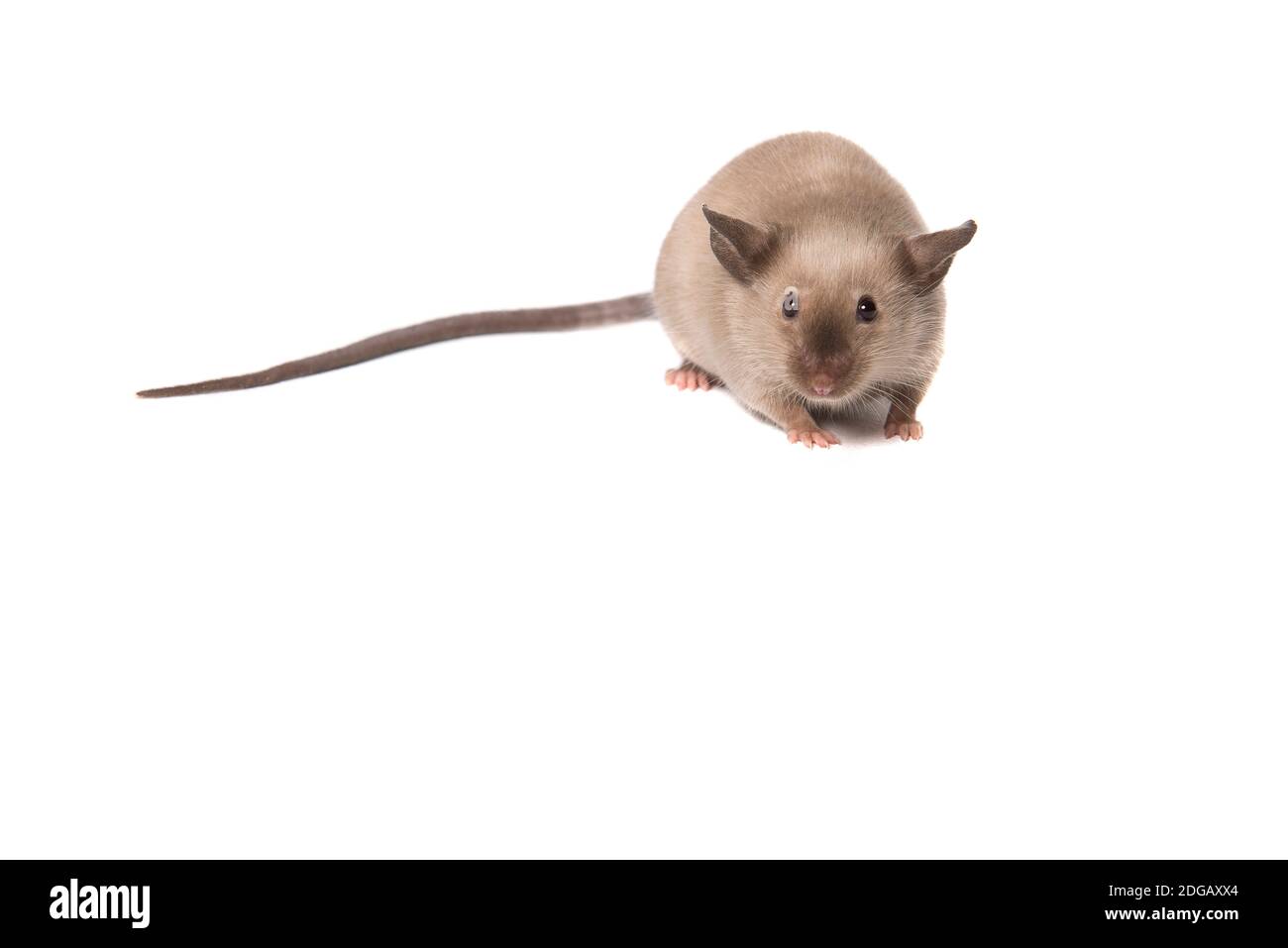 Cute tame house mouse isolated on a white background seen from the ...