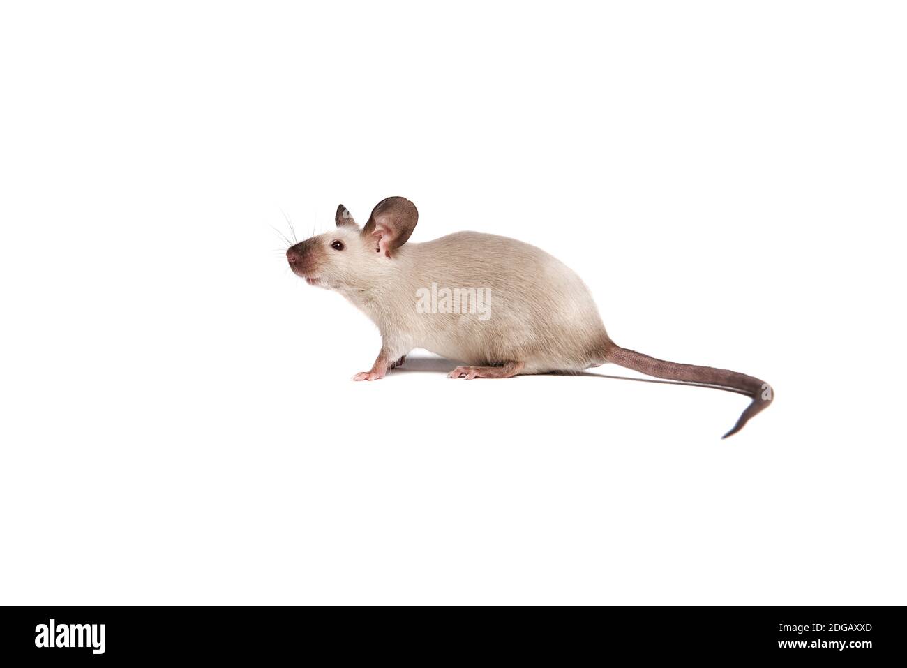 Cute tame house mouse isolated on a white background seen from the side ...