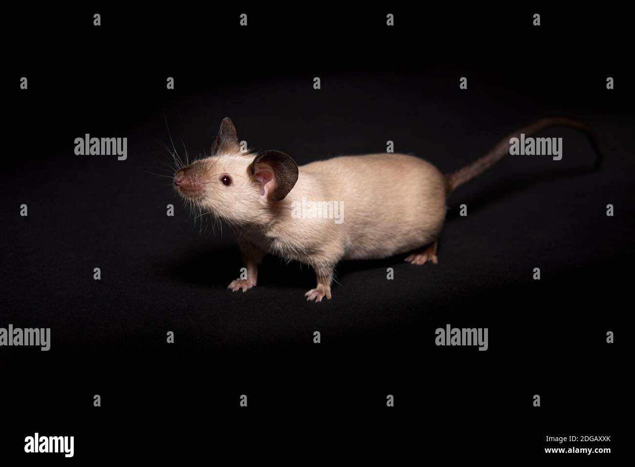 Cute tame house mouse seen from the side looking up on a black ...