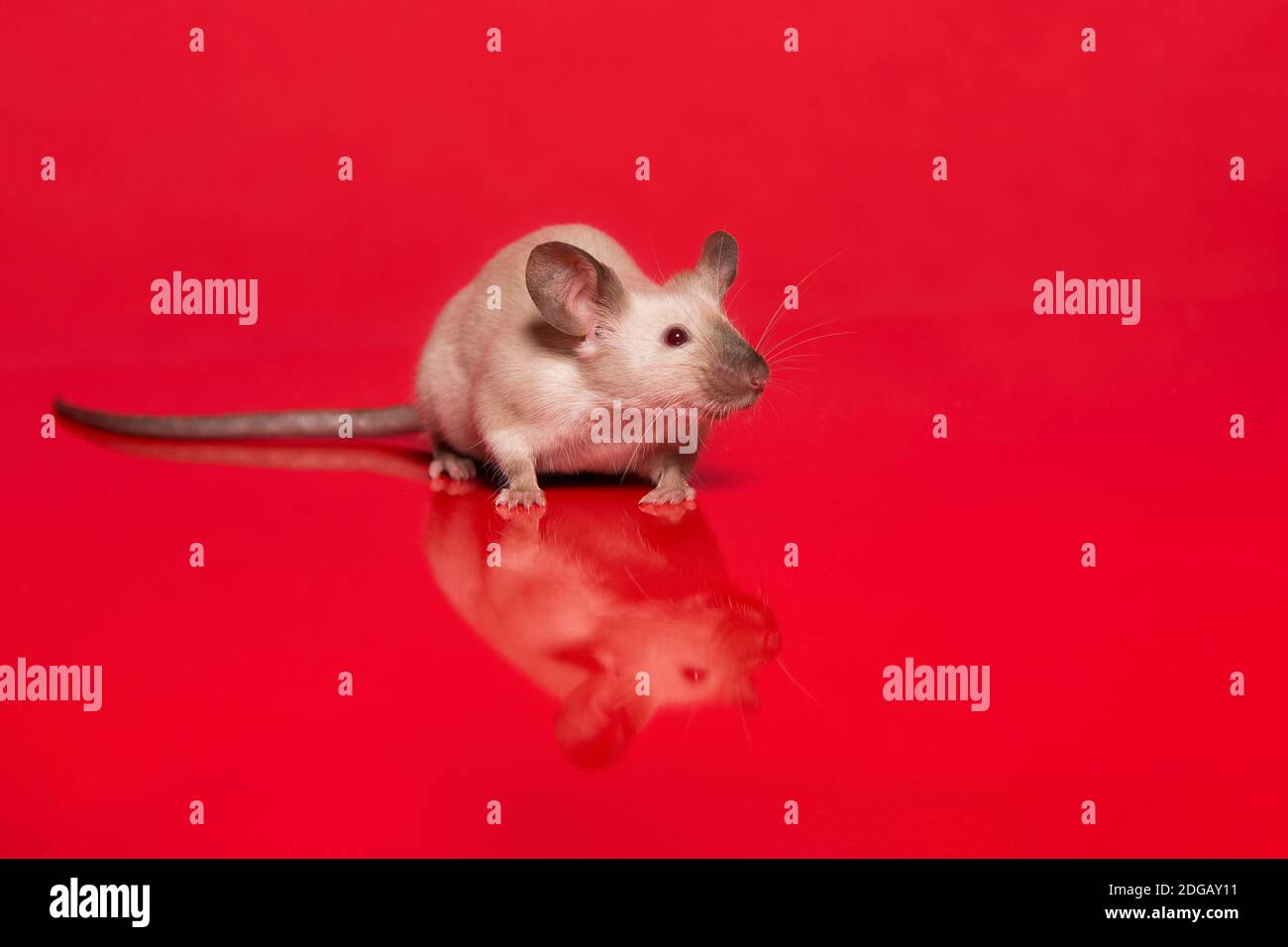 Cute tame house mouse seen from the front looking up on a red ...