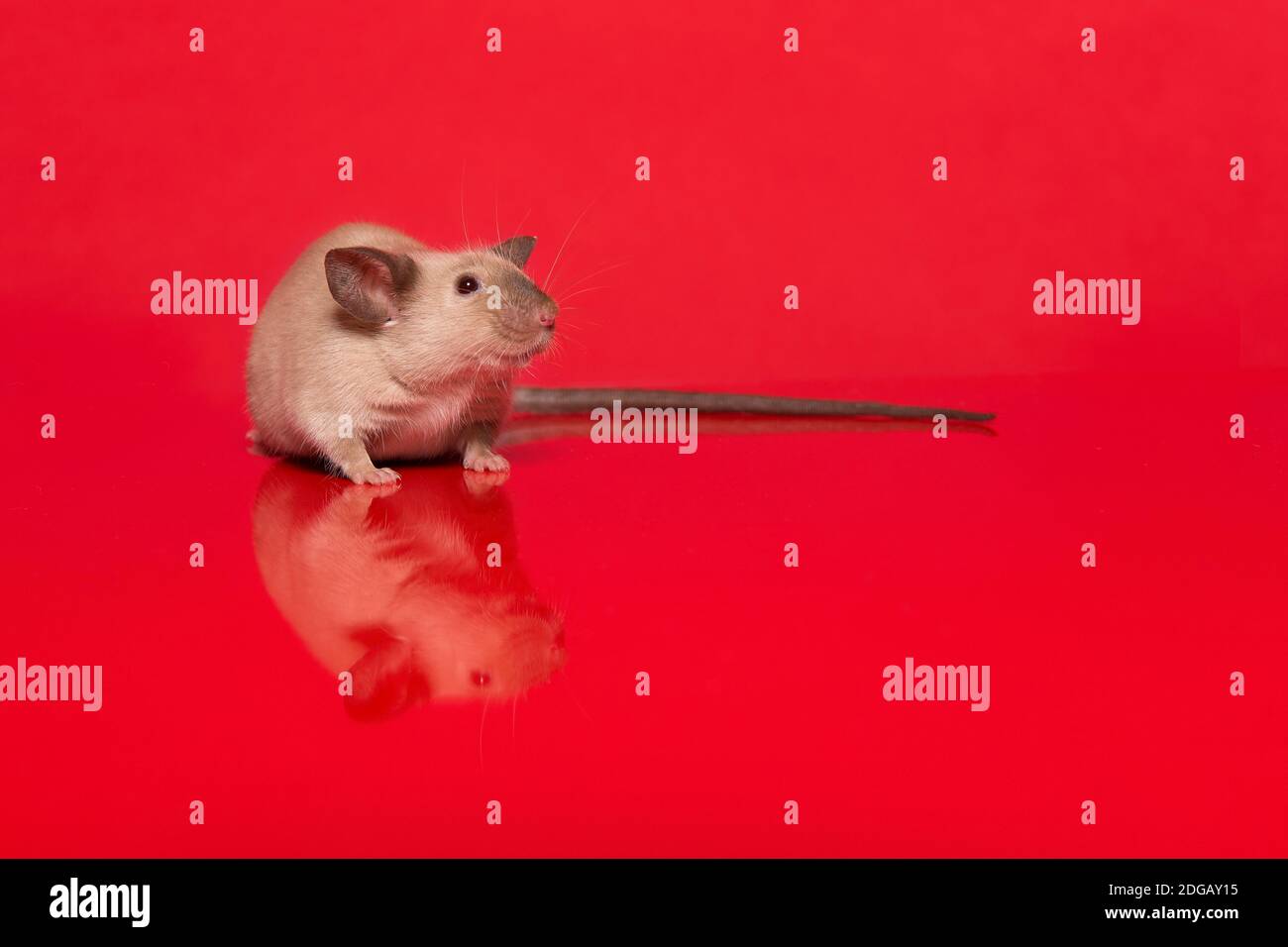 Adorable tame house mouse with a long tail on a red background with ...