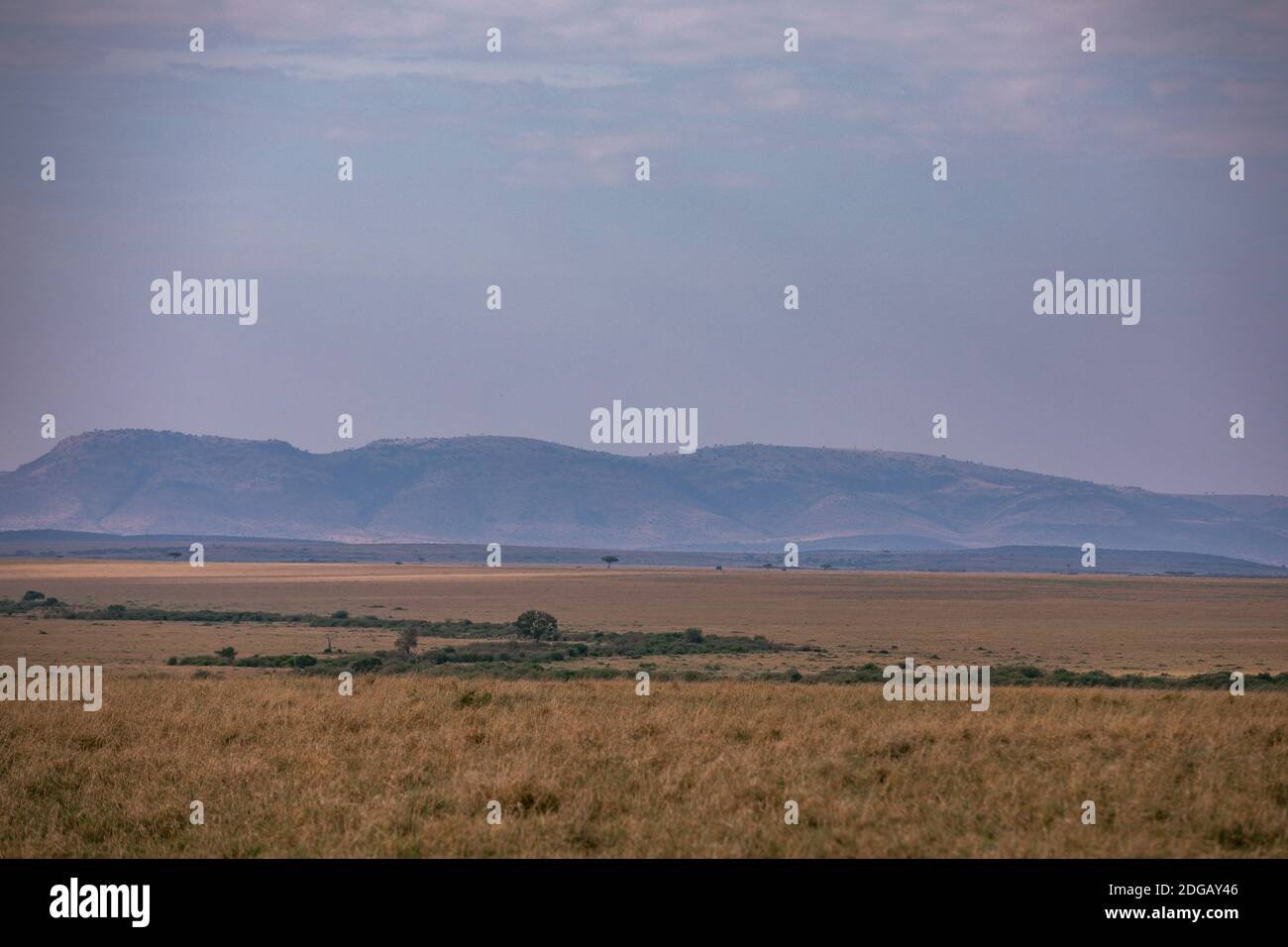 All sorts of Wildlife animals at the Maasai mara national reserve park ...
