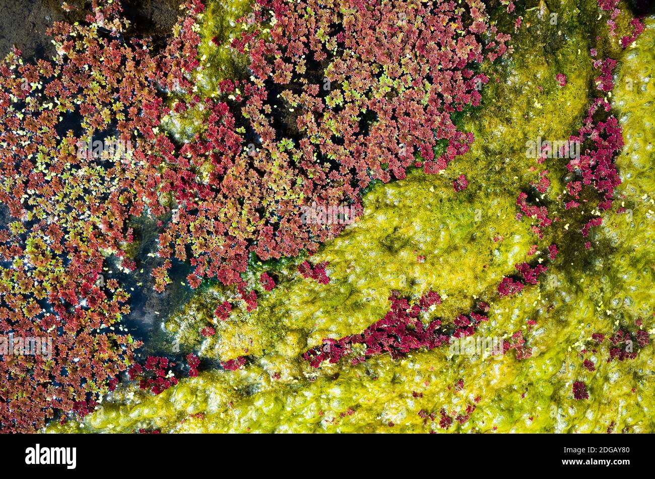 Colorful red azolla Stock Photo - Alamy