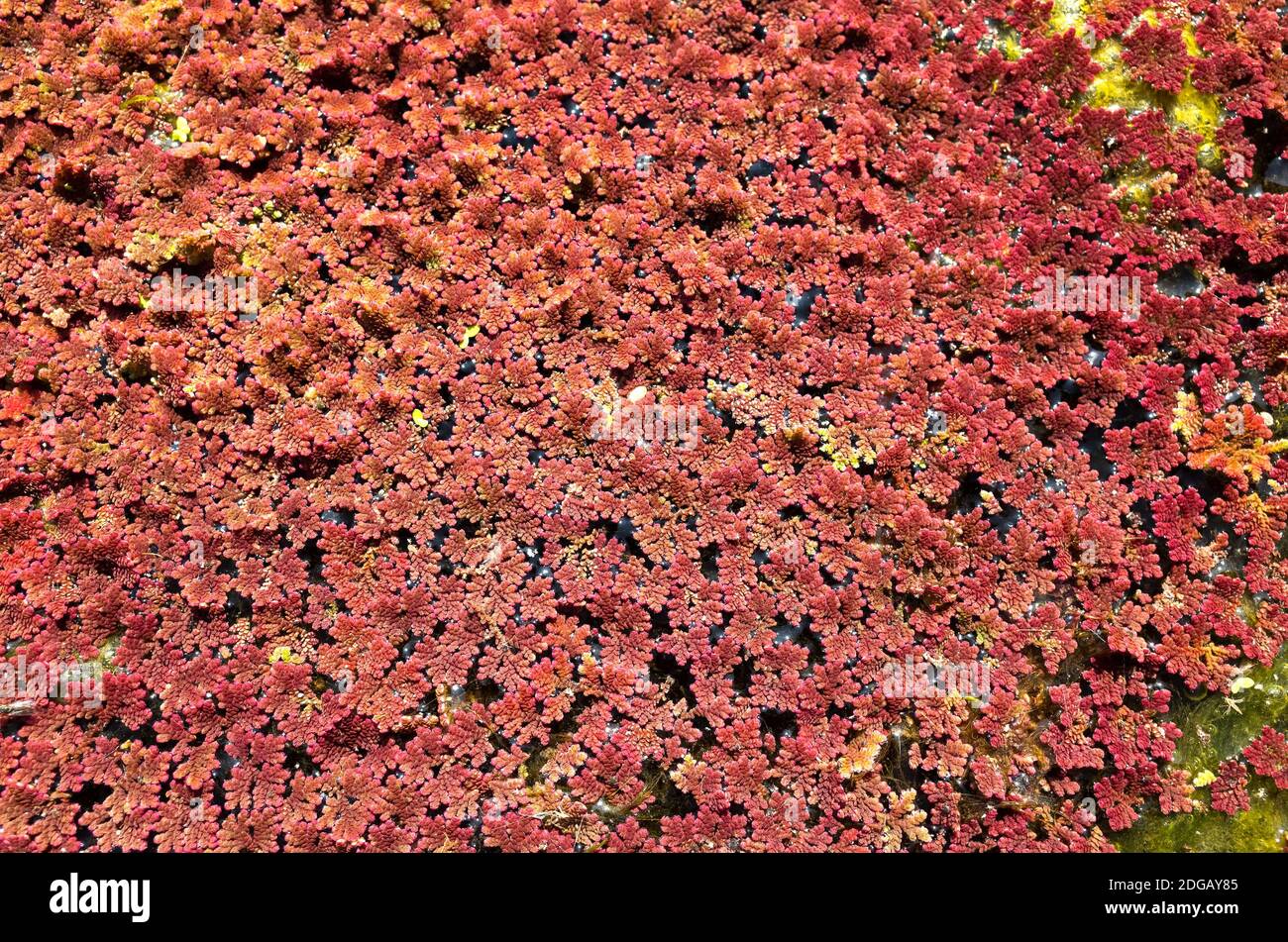 Colorful red azolla Stock Photo - Alamy