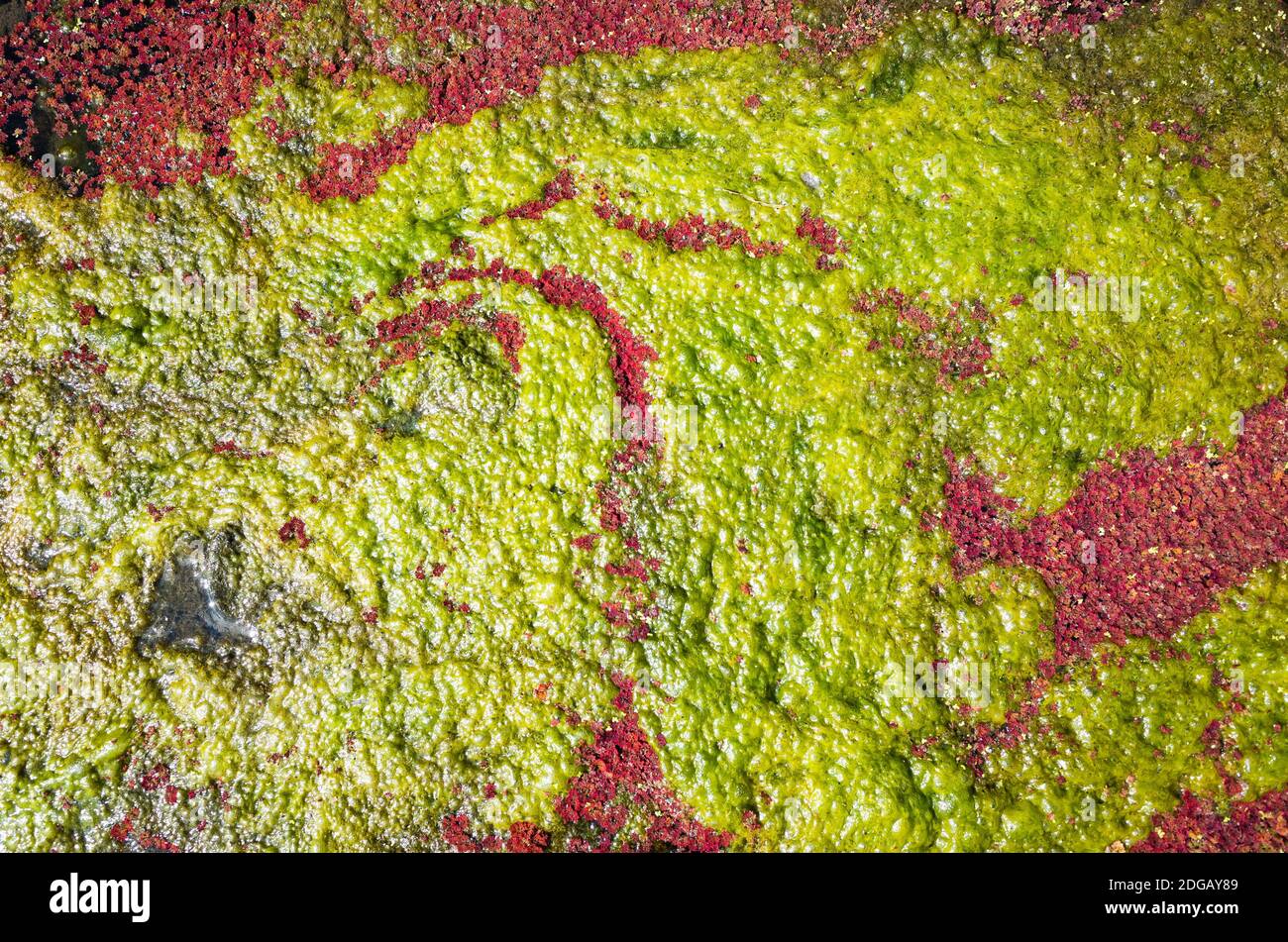 Colorful red azolla Stock Photo - Alamy