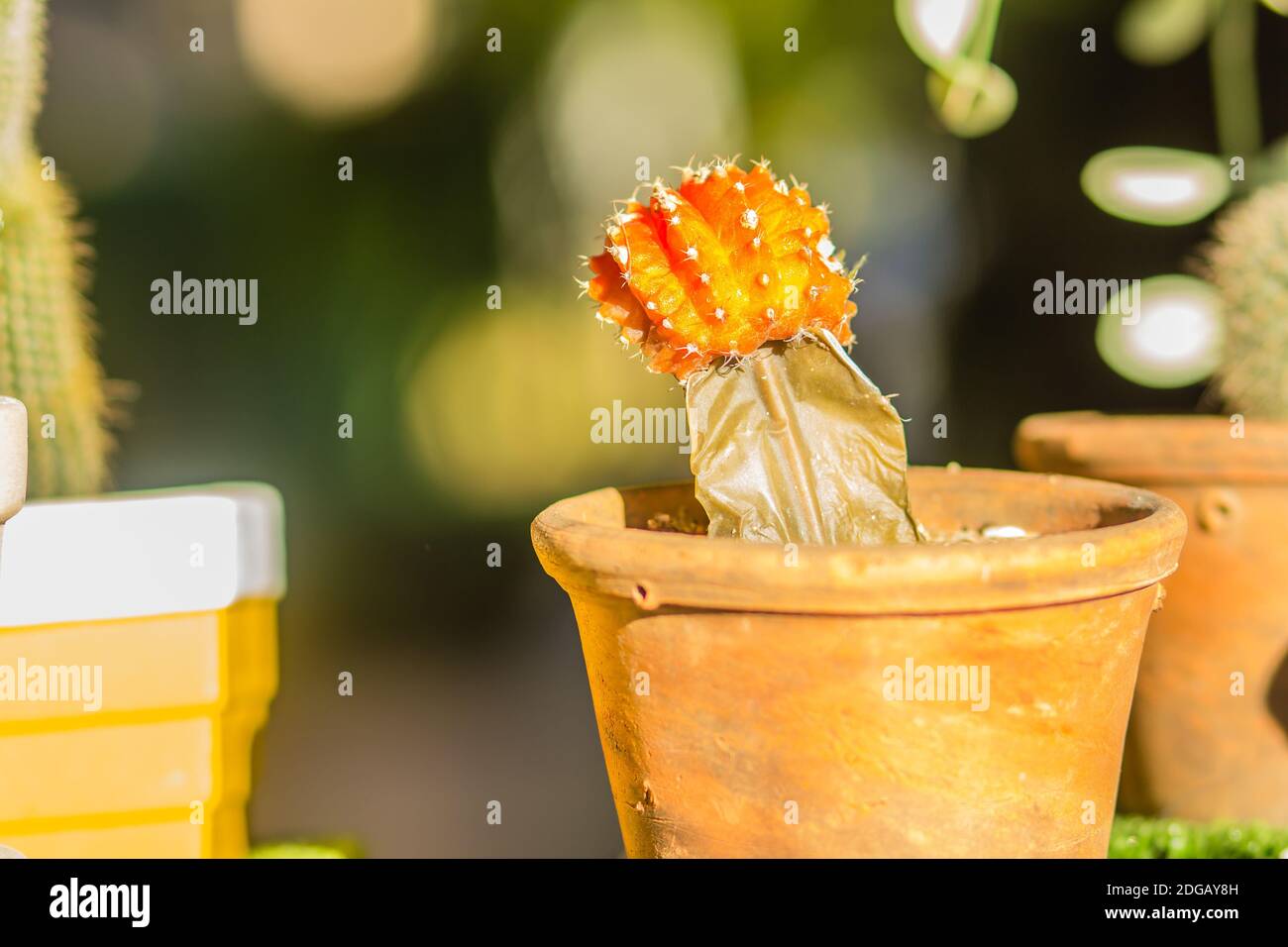 Colorful orange cactus in pot for sale at the tree market Stock Photo ...