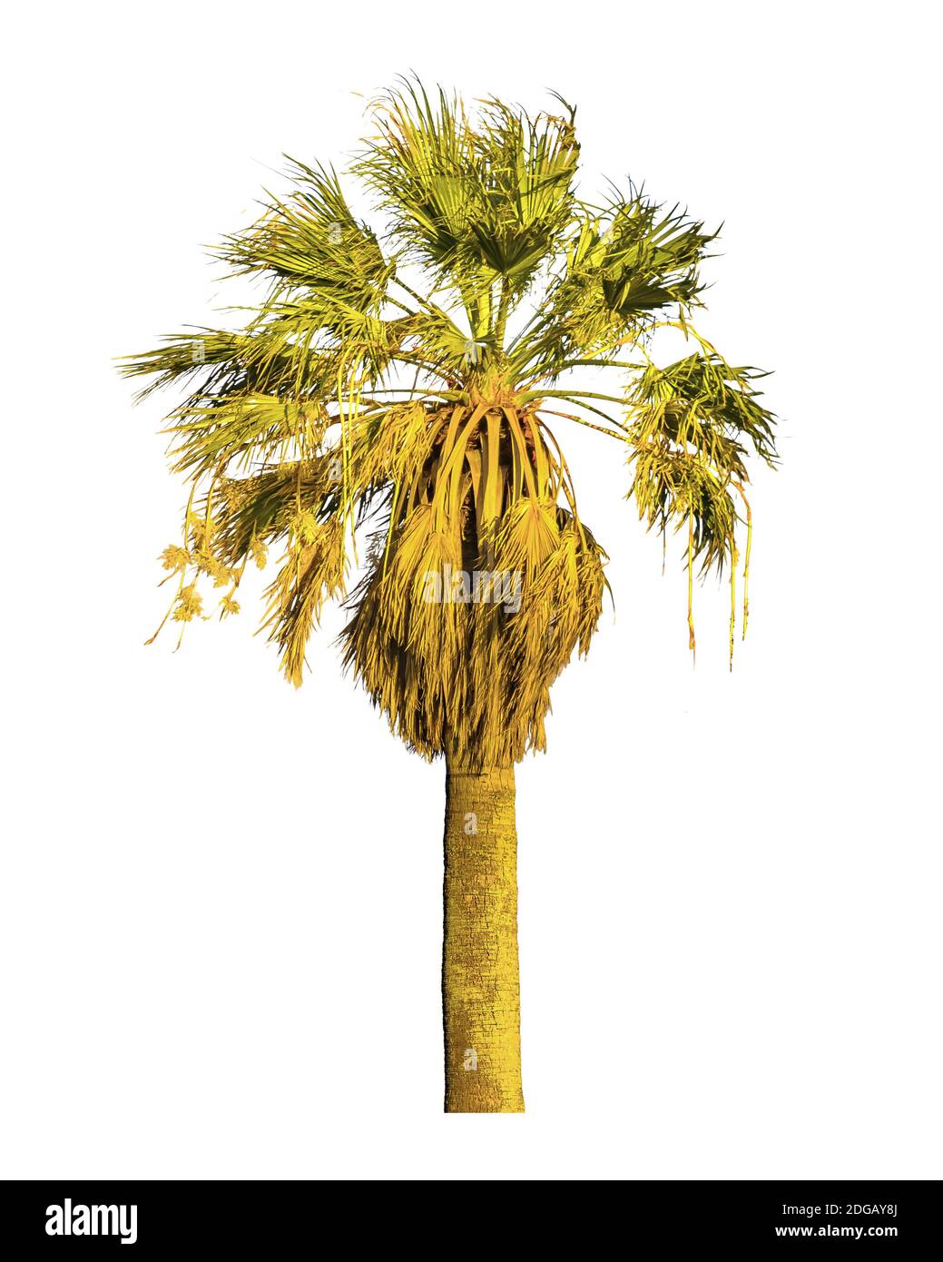 Palm tree cut out hi-res stock photography and images - Alamy