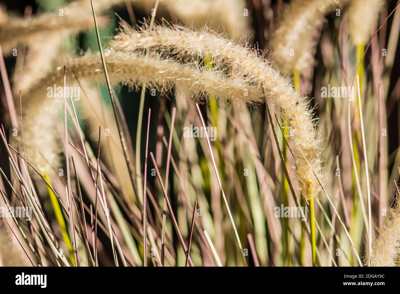 Annual kyasuwa hi-res stock photography and images - Alamy