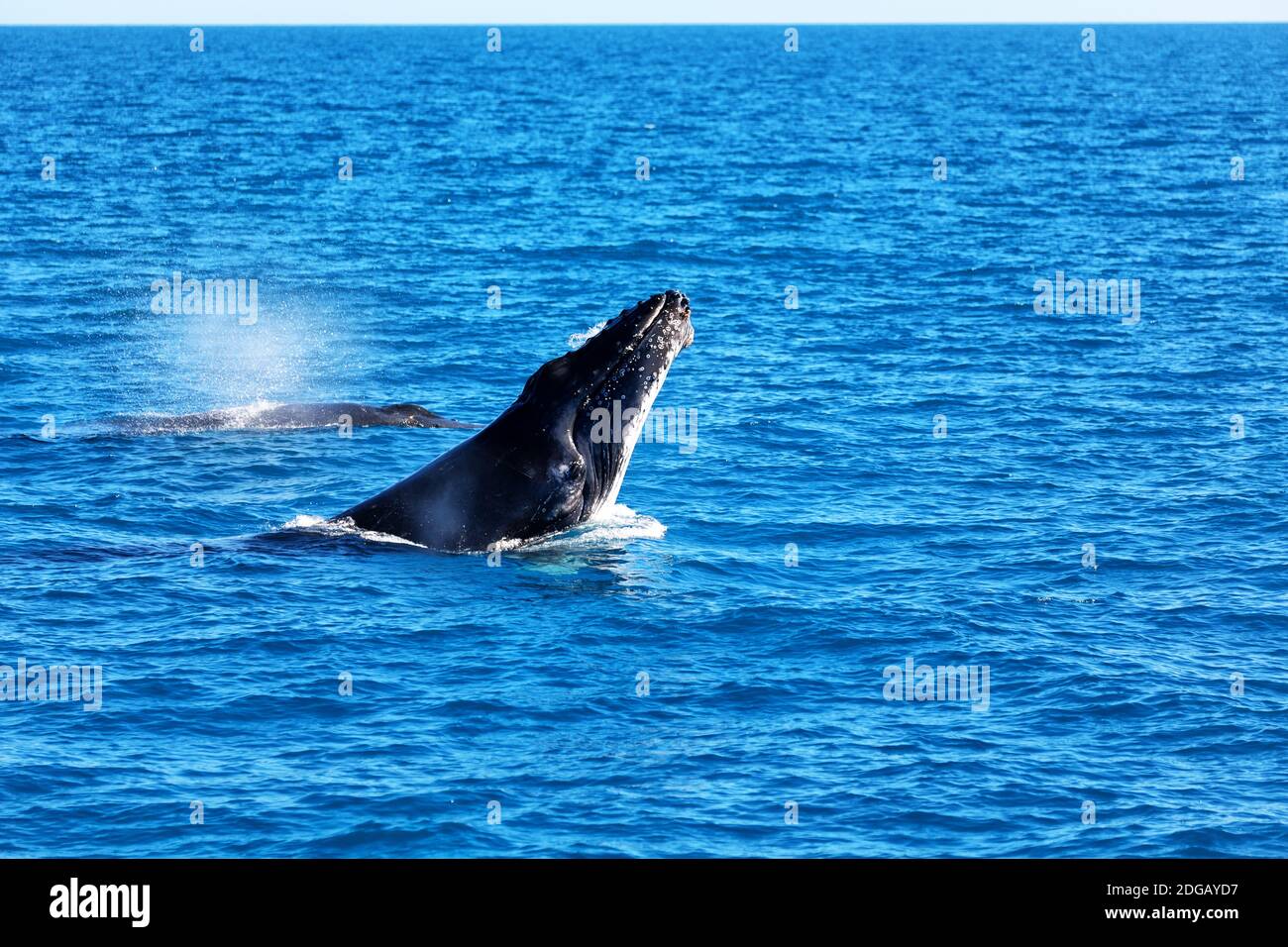 In australia a free whale in the ocean Stock Photo - Alamy
