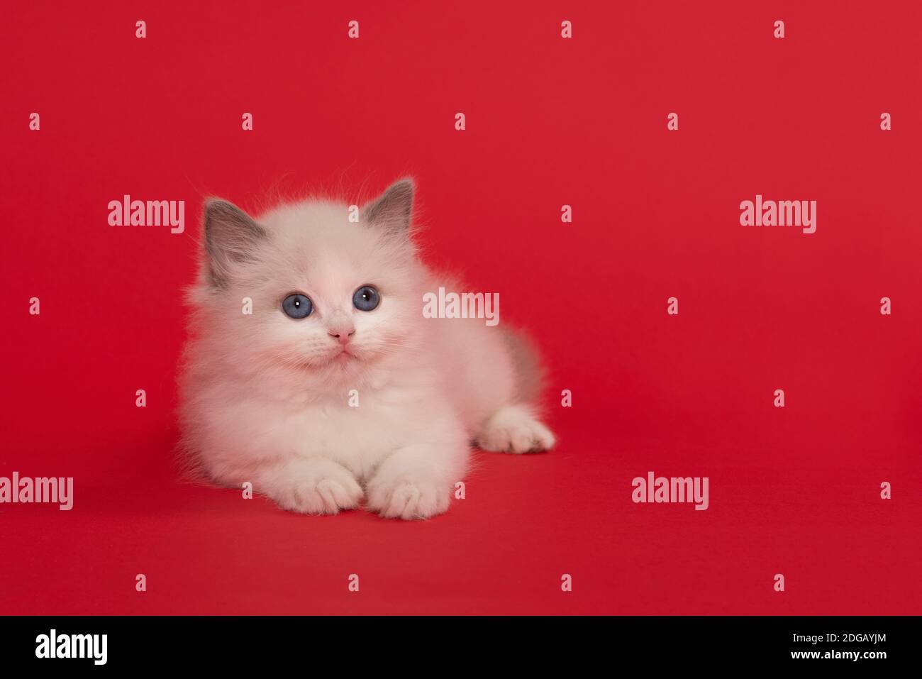 Cute ragdoll kitten with blue eyes lying down on a red background with ...