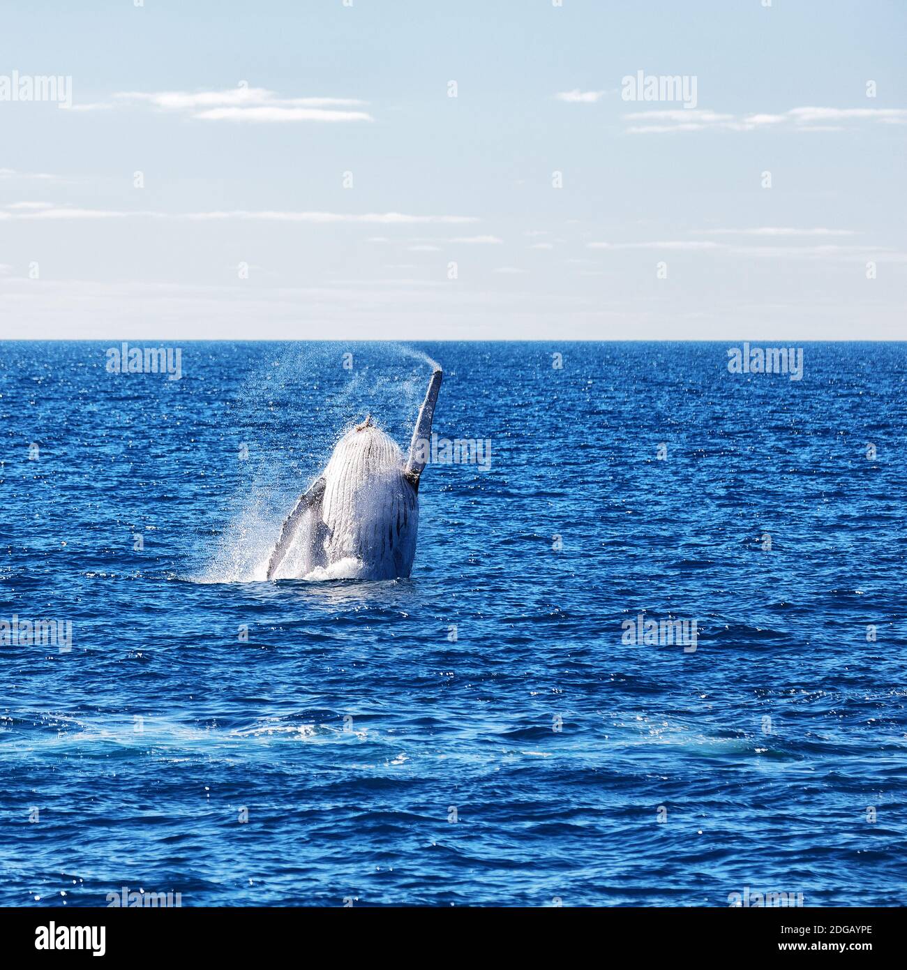In australia a free whale in the ocean Stock Photo - Alamy