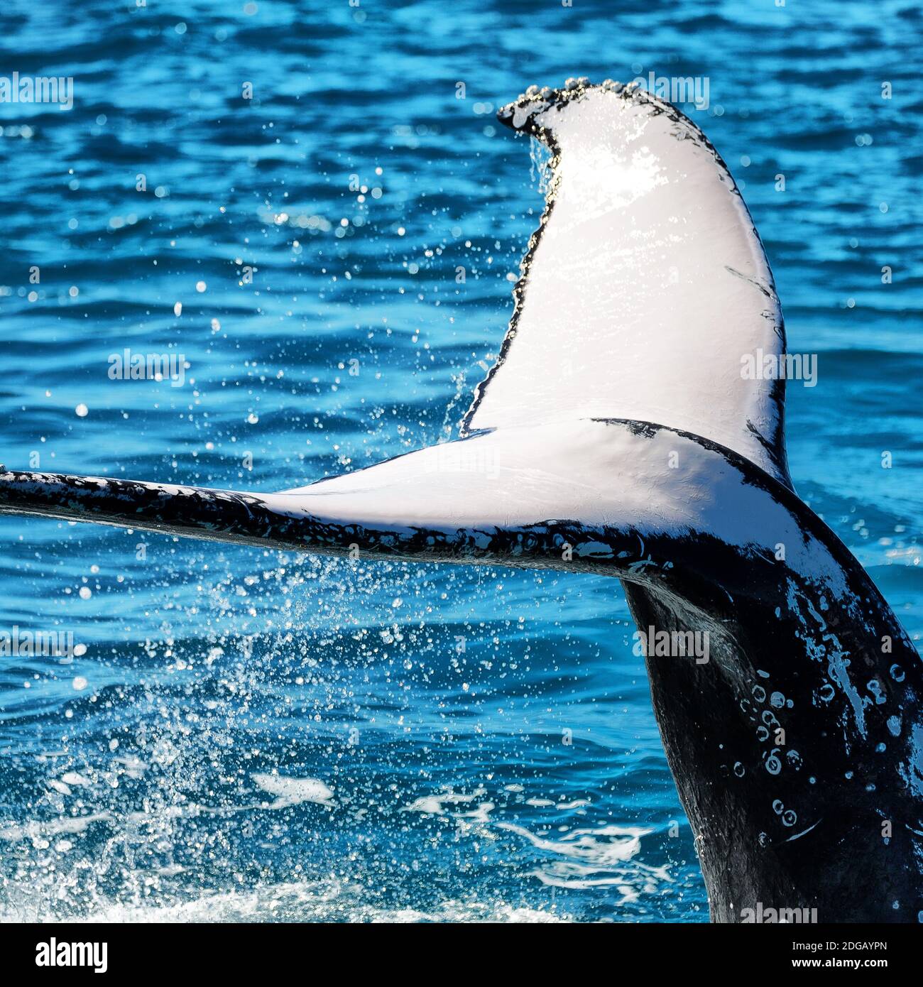 In australia a free whale in the ocean Stock Photo - Alamy