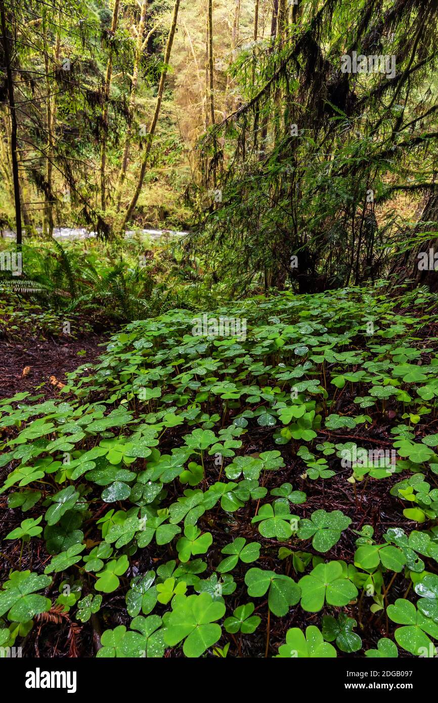 Redwood Forest Landscape in Beautiful Northern California Stock Photo ...