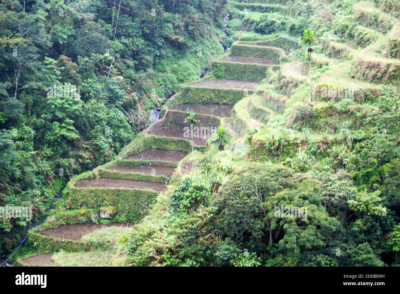 Terrace field for coultivation of rice Stock Photo - Alamy