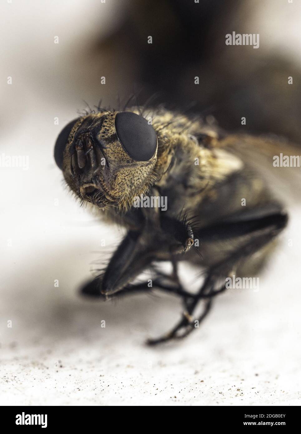 Impressive insect hi-res stock photography and images - Alamy