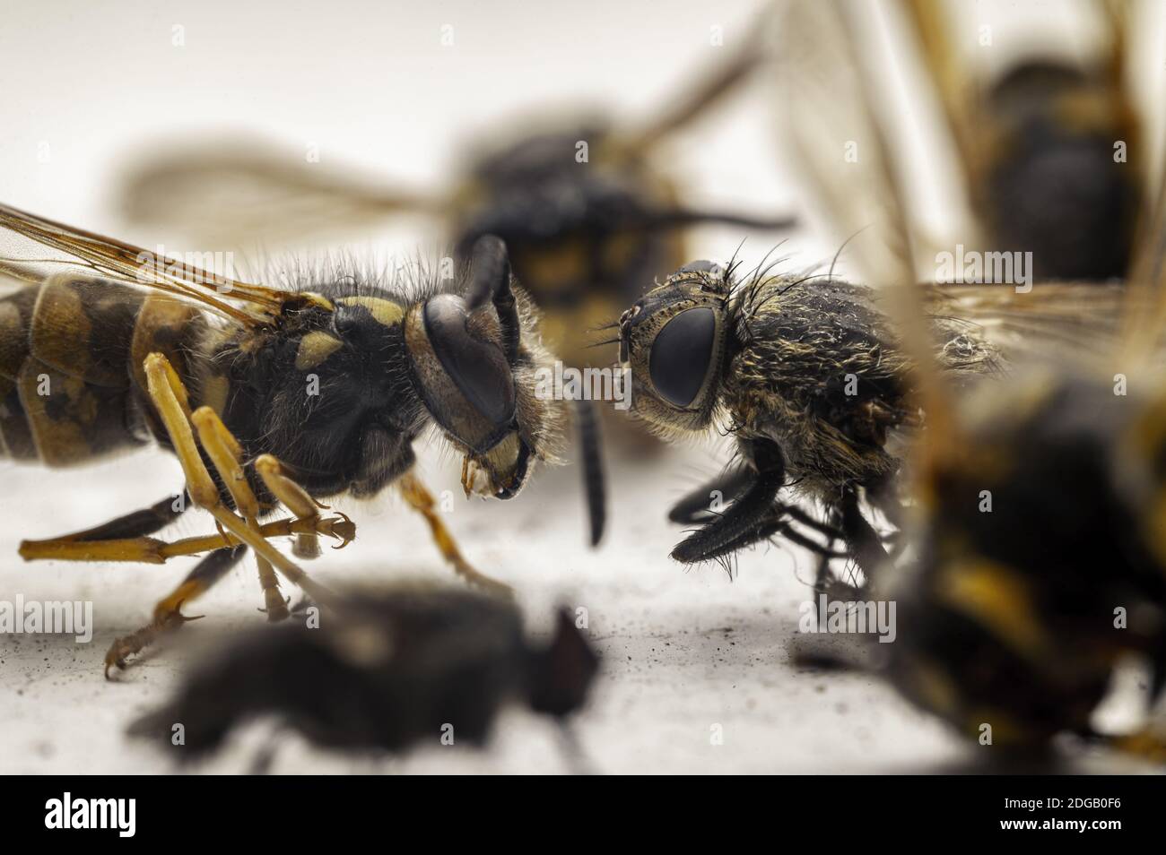 Impressive insect hi-res stock photography and images - Alamy