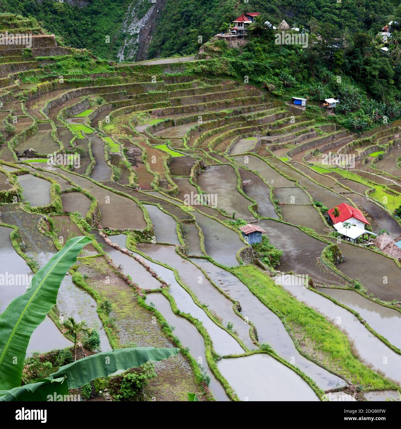 Terrace field for coultivation of rice Stock Photo - Alamy