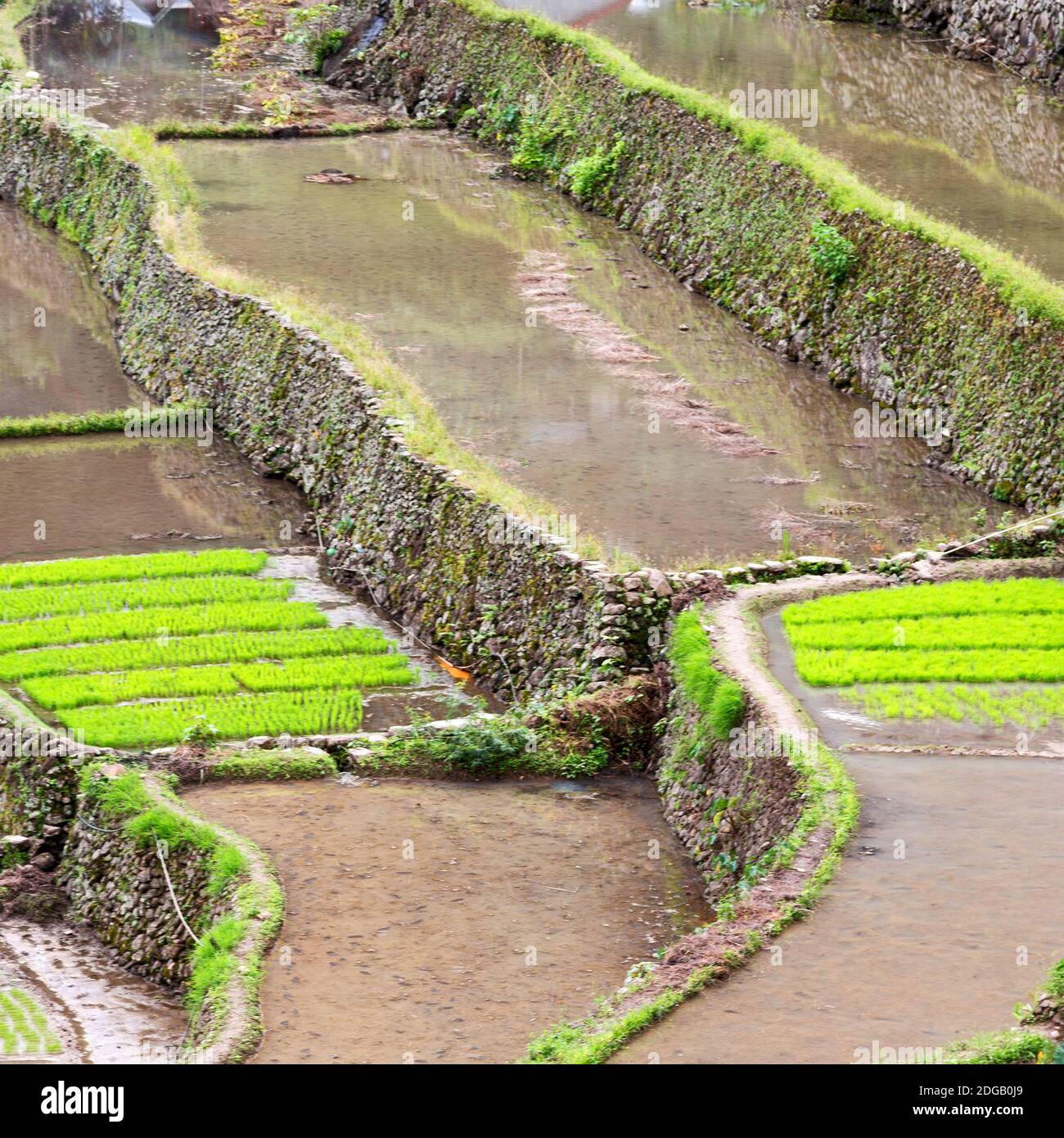 Terrace field for coultivation of rice Stock Photo - Alamy