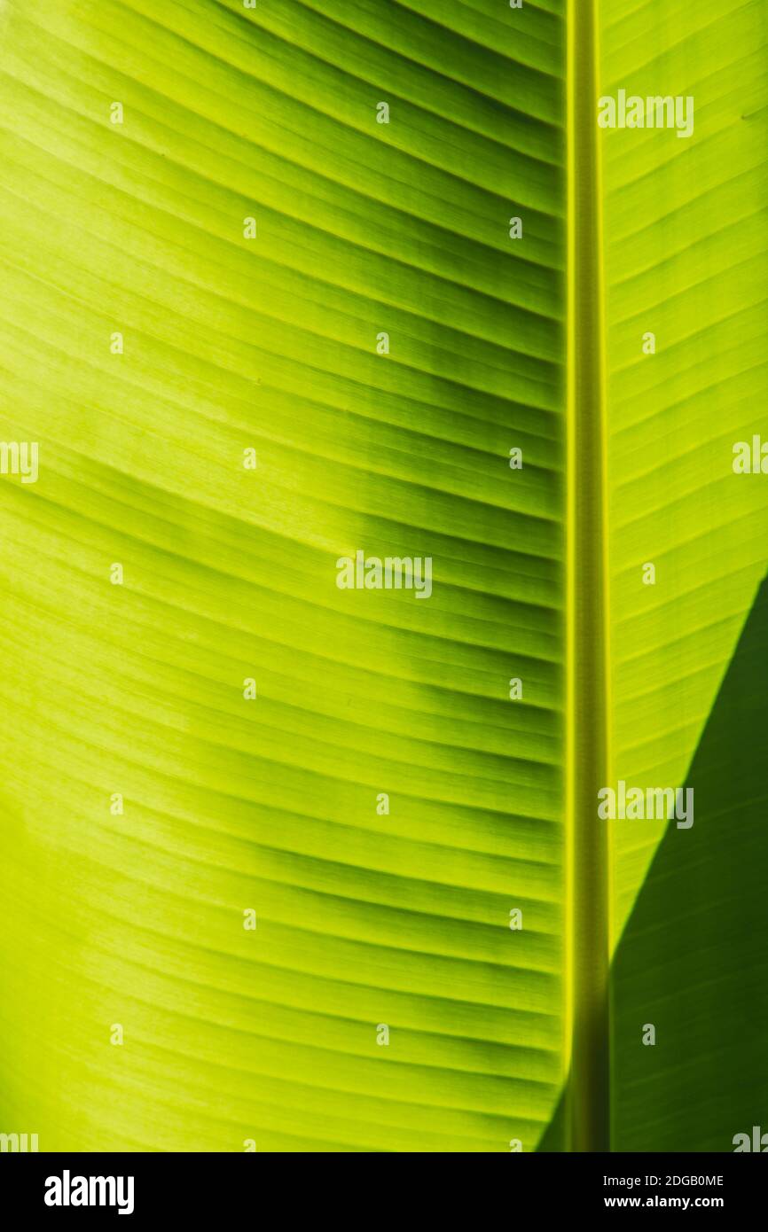 Banana Tree Leaf Template