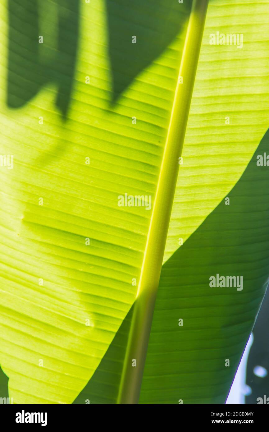 Banana Tree Leaf Template