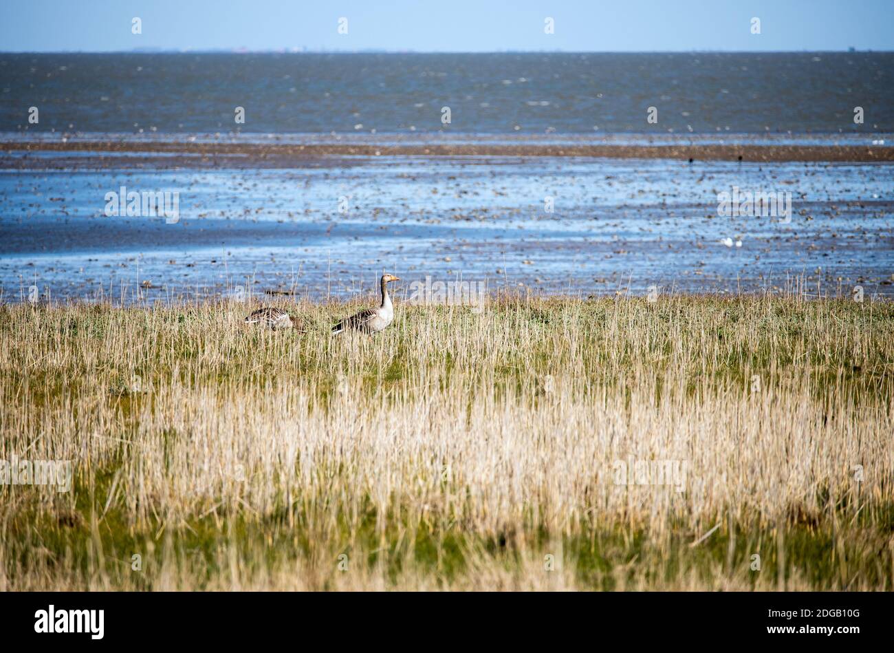 National Park Wadden Sea Stock Photo - Alamy