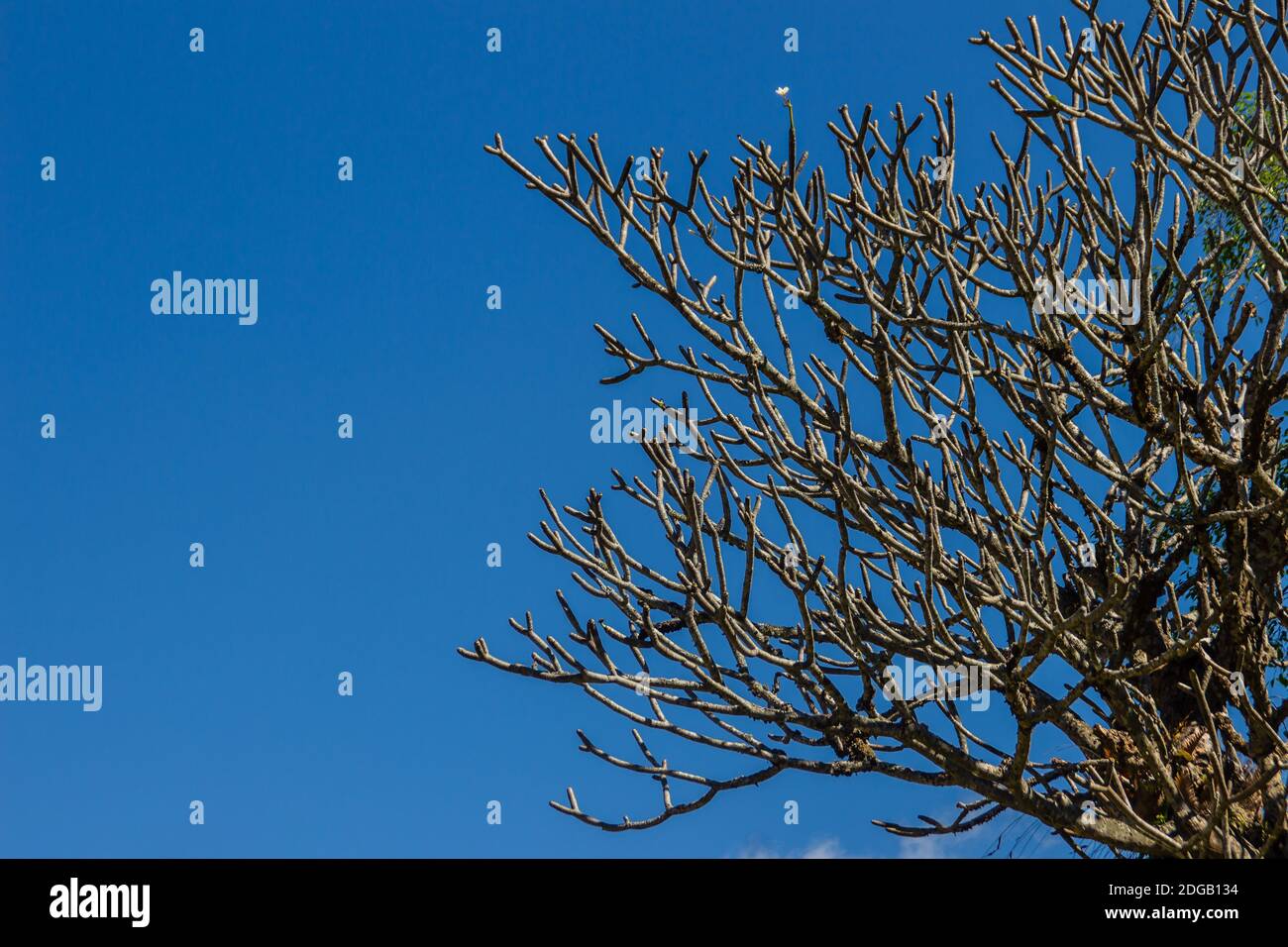 Branches of trees without leaves background. Dry season tree without ...