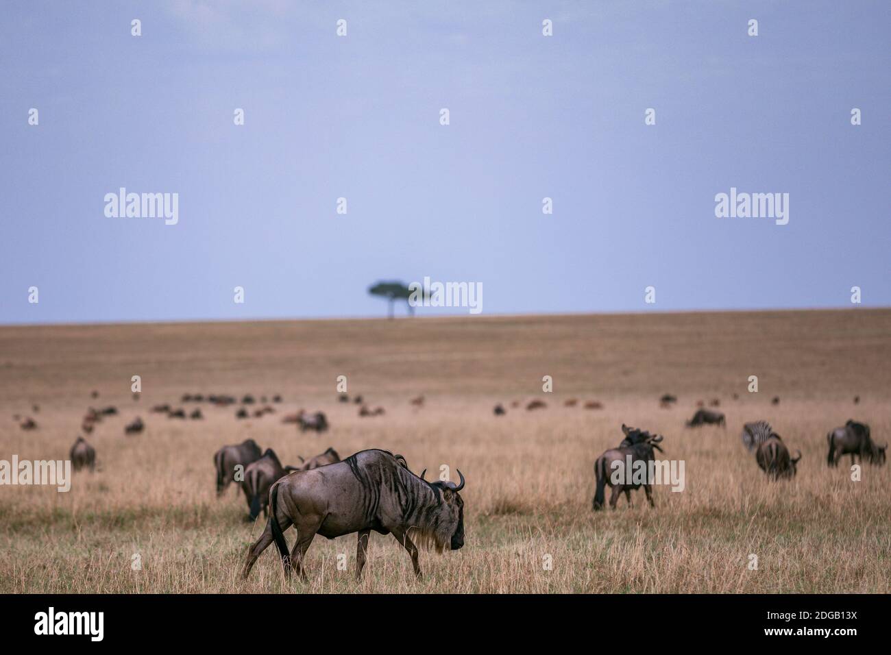 All sorts of Wildlife animals at the Maasai mara national reserve park ...