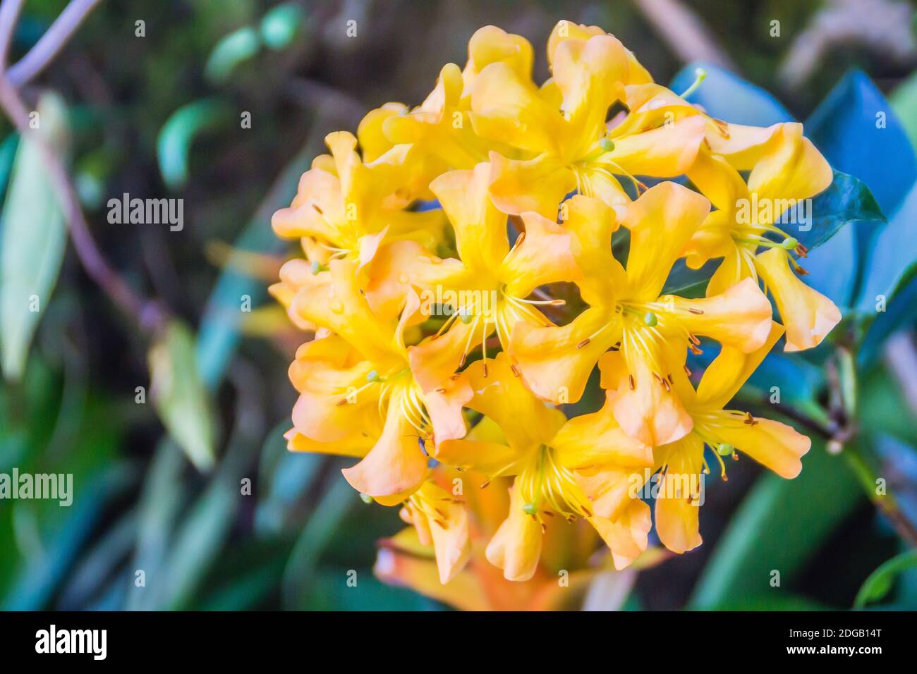 Beautiful bright yellow flowers of Rhododendron macgregoriae, a ...