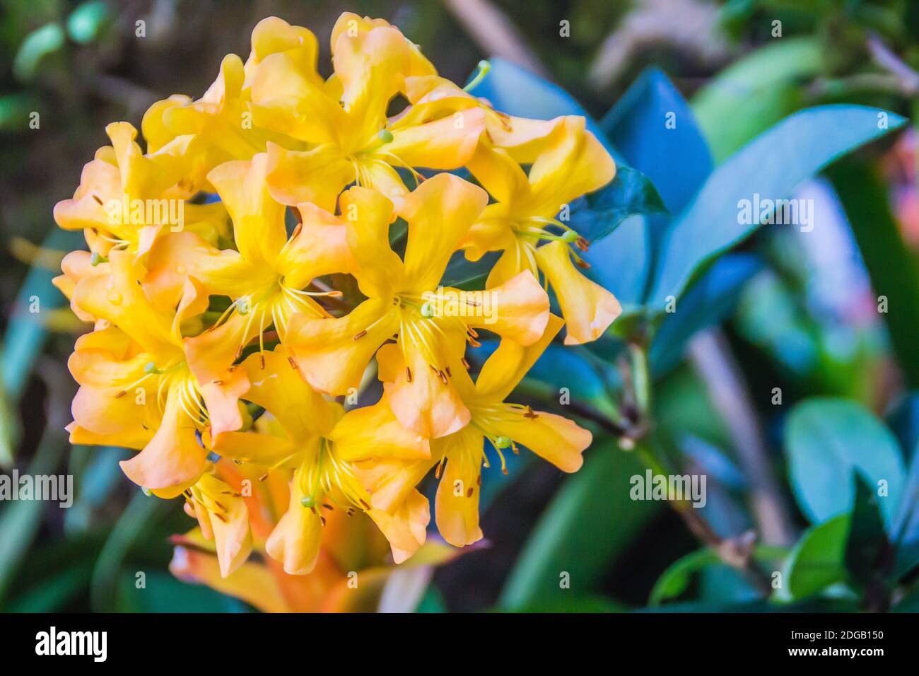 Beautiful bright yellow flowers of Rhododendron macgregoriae, a ...